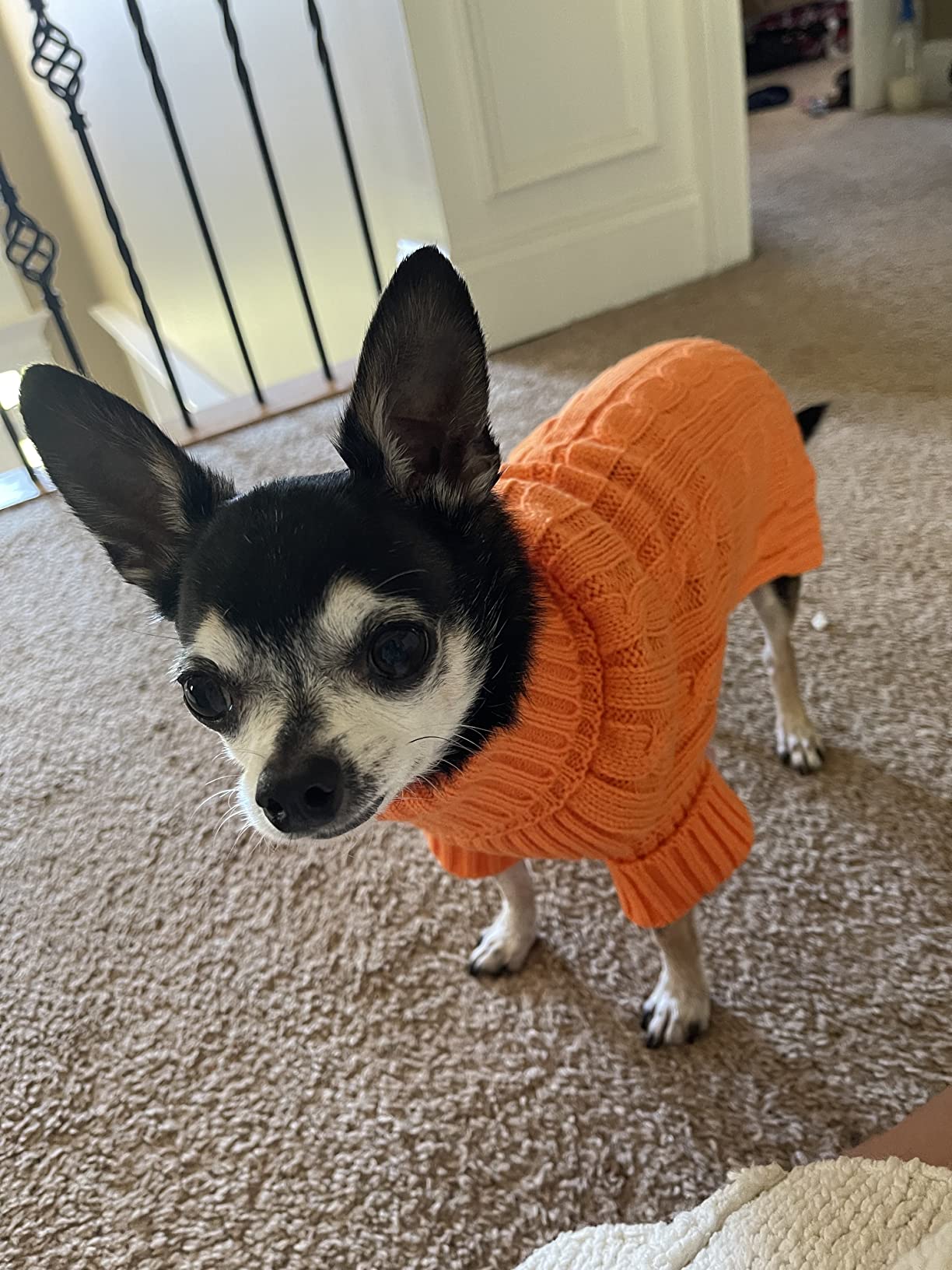 $3/mo - Finance Stinky G Turtleneck Dog Sweater | Buy Now, Pay Later