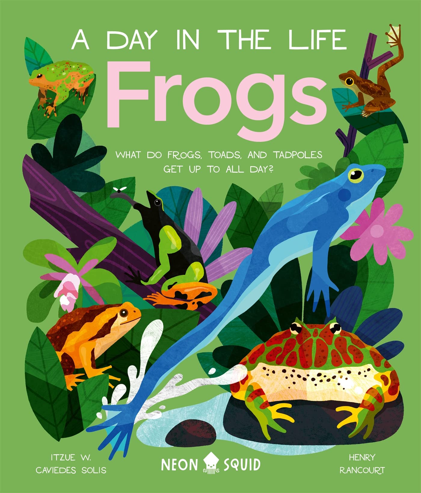 Frogs (A Day in the Life): What Do Frogs, Toads, and Tadpoles Get Up to ...