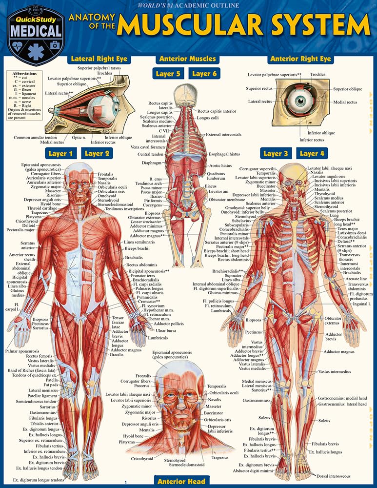 Amazon.com: Anatomy of the Muscular System: a QuickStudy Laminated Reference Guide ...