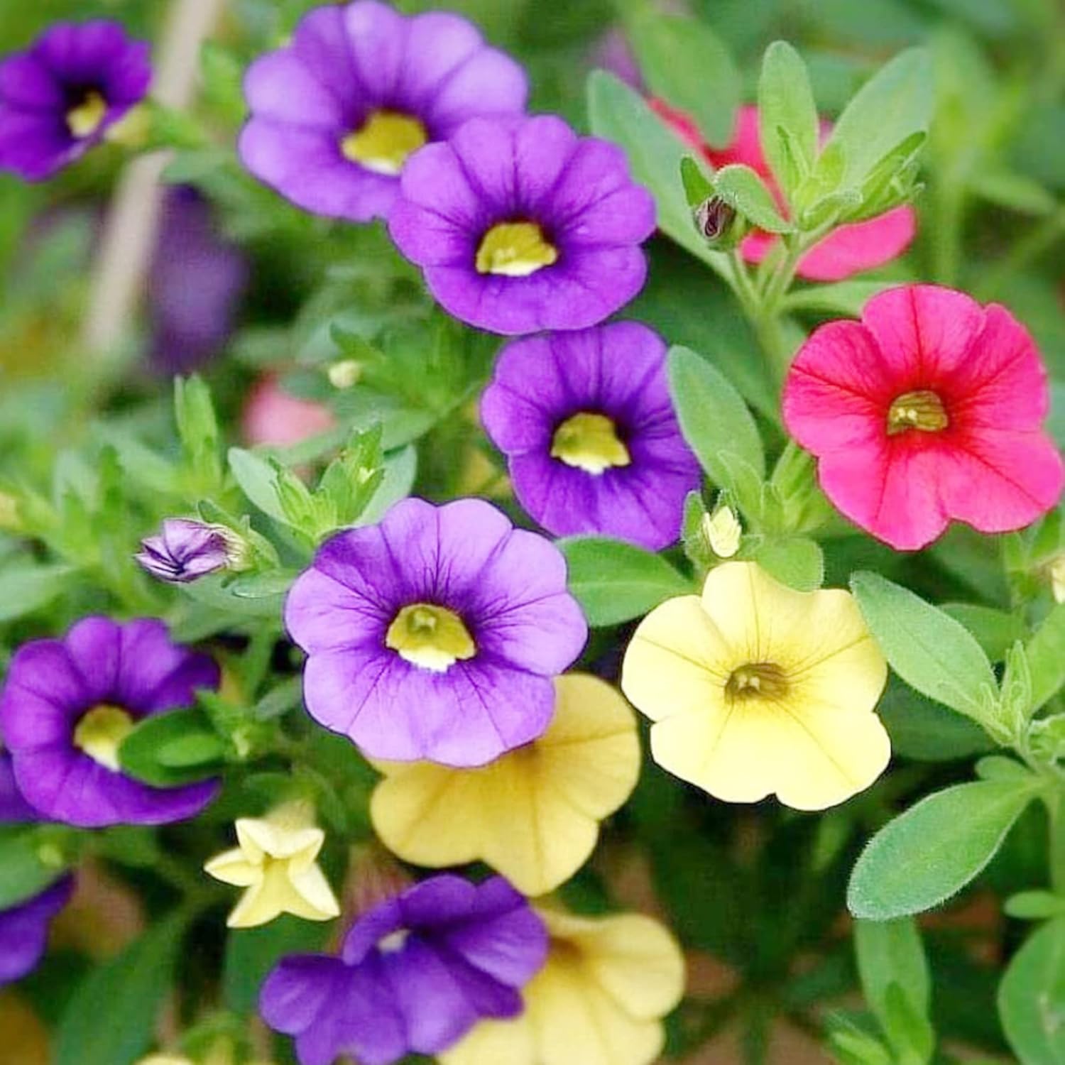 Amazon.com : Mixed Calibrachoa Seeds Annual Attracts Pollinators ...