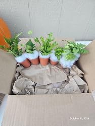 Amazon.com : BubbleBlooms Fern Variety Assortment, 6 Different Ferns in ...