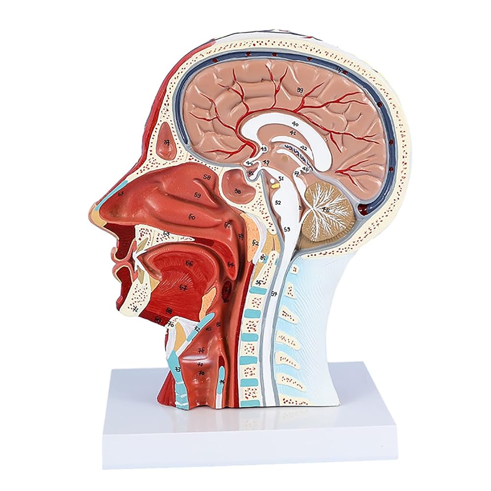 Human Half Head Anatomical Model, Face Head Muscle Bahrain | Ubuy
