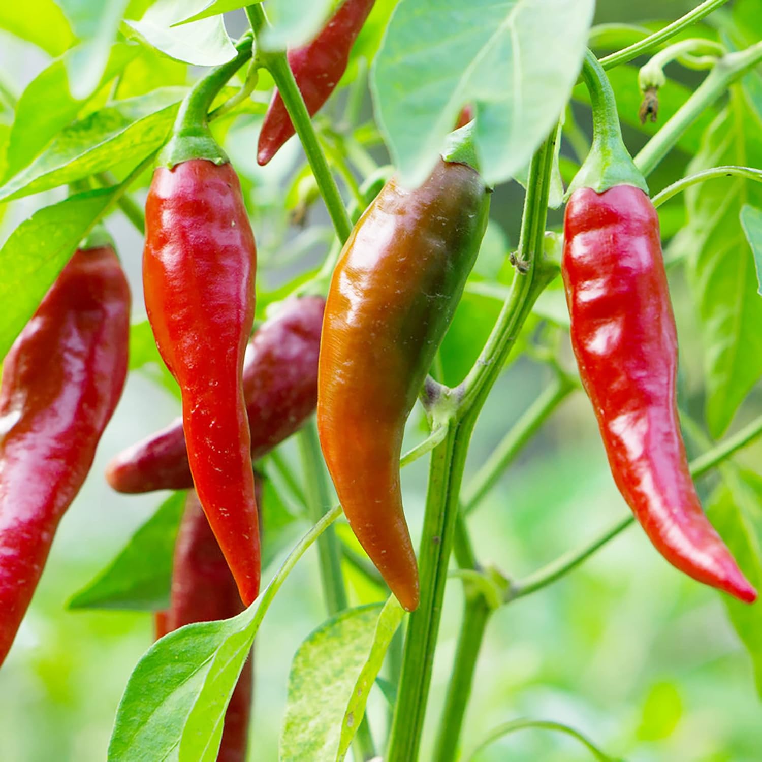 Amazon.com : Thai Dragon Chili Pepper Seeds Capsicum Annuum 'Thai ...
