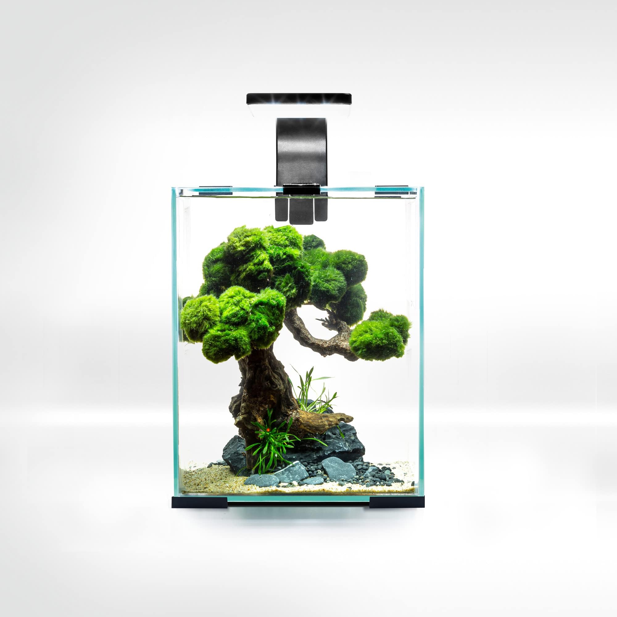 Ciano Cube Glass Aquarium Includes LED Lights & Filter (Cube 15 (14 ...