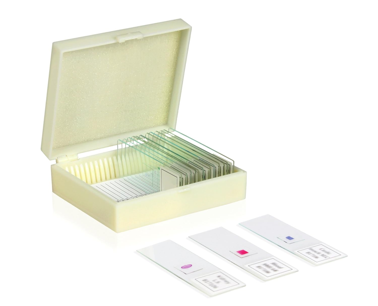 Prepared Slides Set - World of Small Organisms: Microscope Slides ...