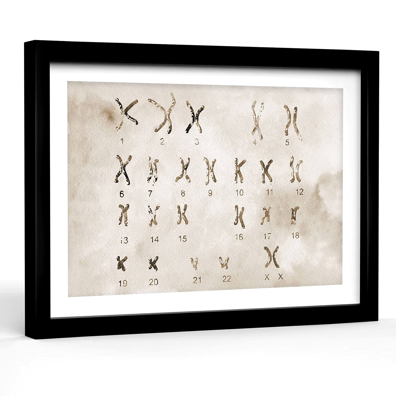 Human Chromosomes Karyotype