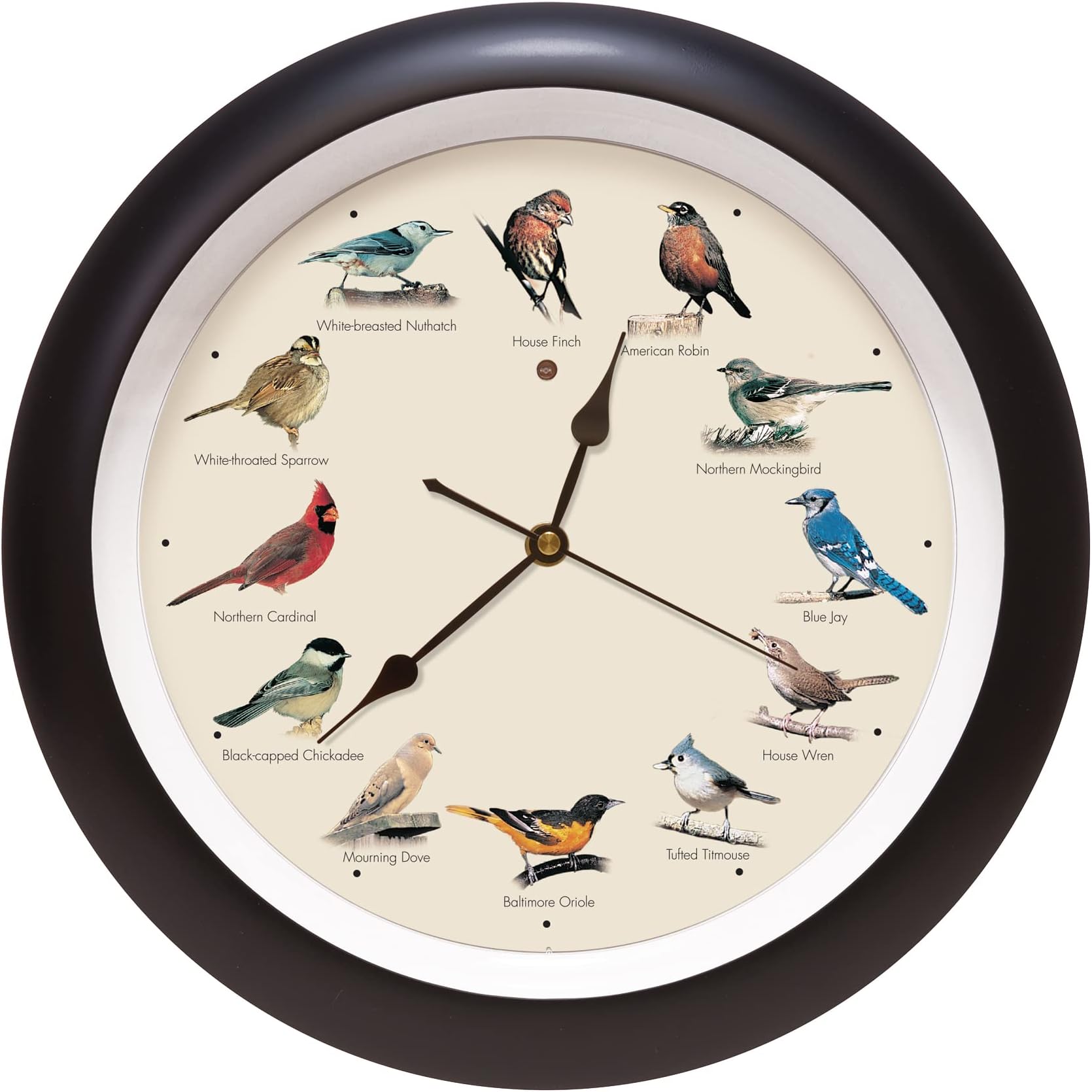 Amazon.com: Mark Feldstein & Associates Original Singing Bird Wall/Desk ...