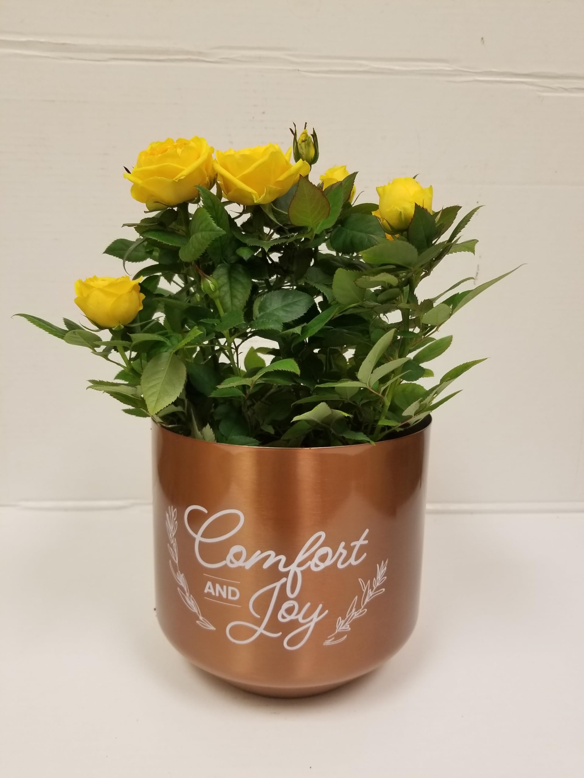 Amazon.com : Live 6" Mini Yellow Rose Bush in Copper Comfort and Joy ...