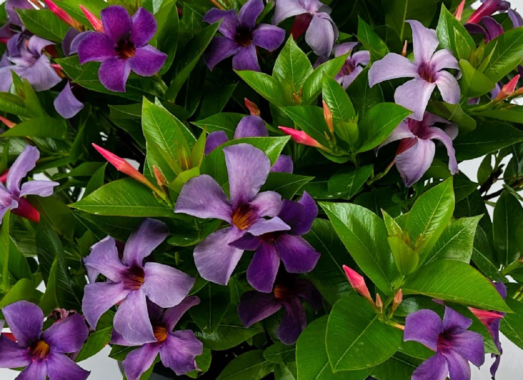 Amazon.com : Sandys Nursery Online Mandevilla FiredUp Orange Starter ...