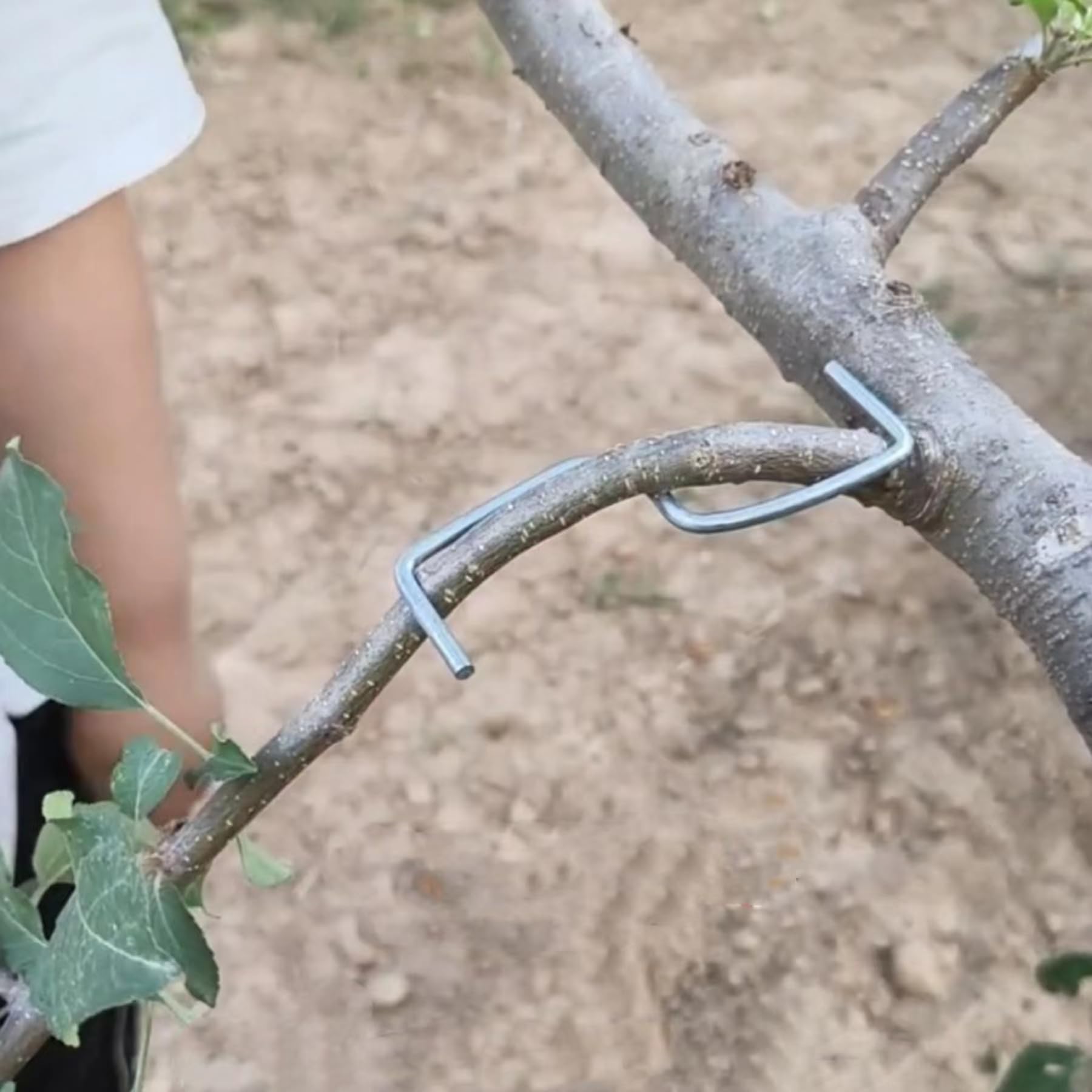 Snapklik.com : Algasan Fruit Tree Branches Pulling Machine Strapping ...