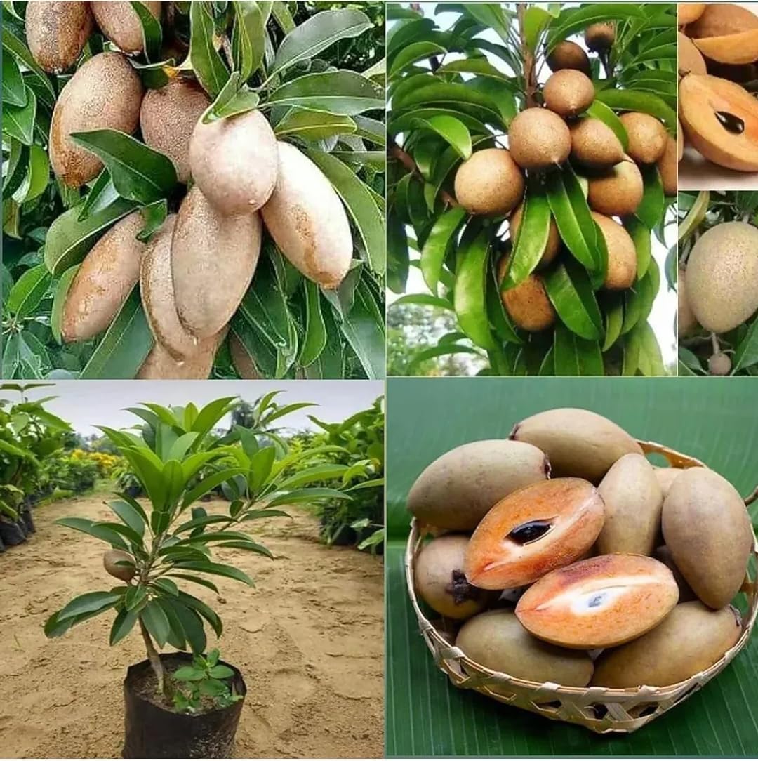 THE PLANT BAZAR- Banana Thi Chiku Sapodilla, Sapota Plant Grafted ...