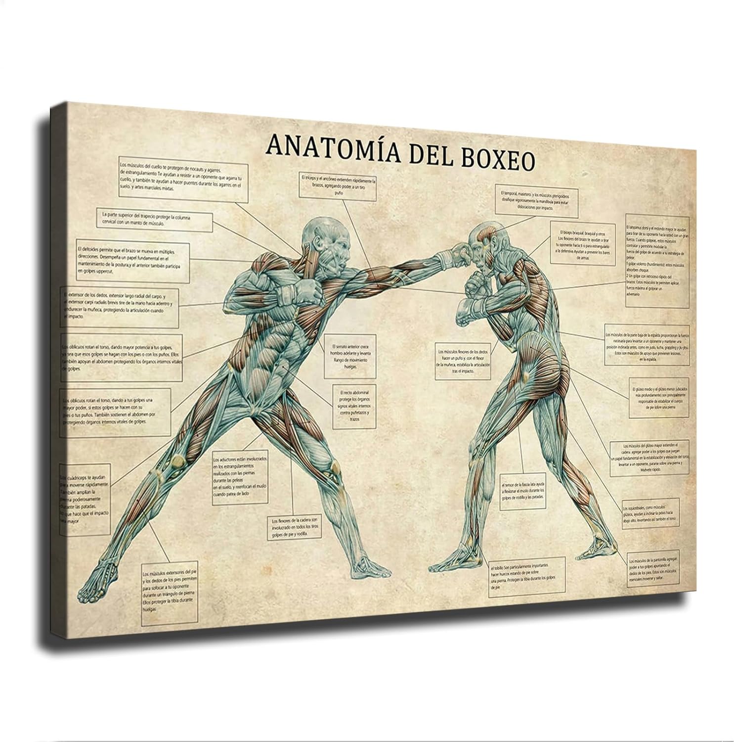 Amazon.com: Retro Boxing Pose Body Anatomy Explanation Knowledge ...
