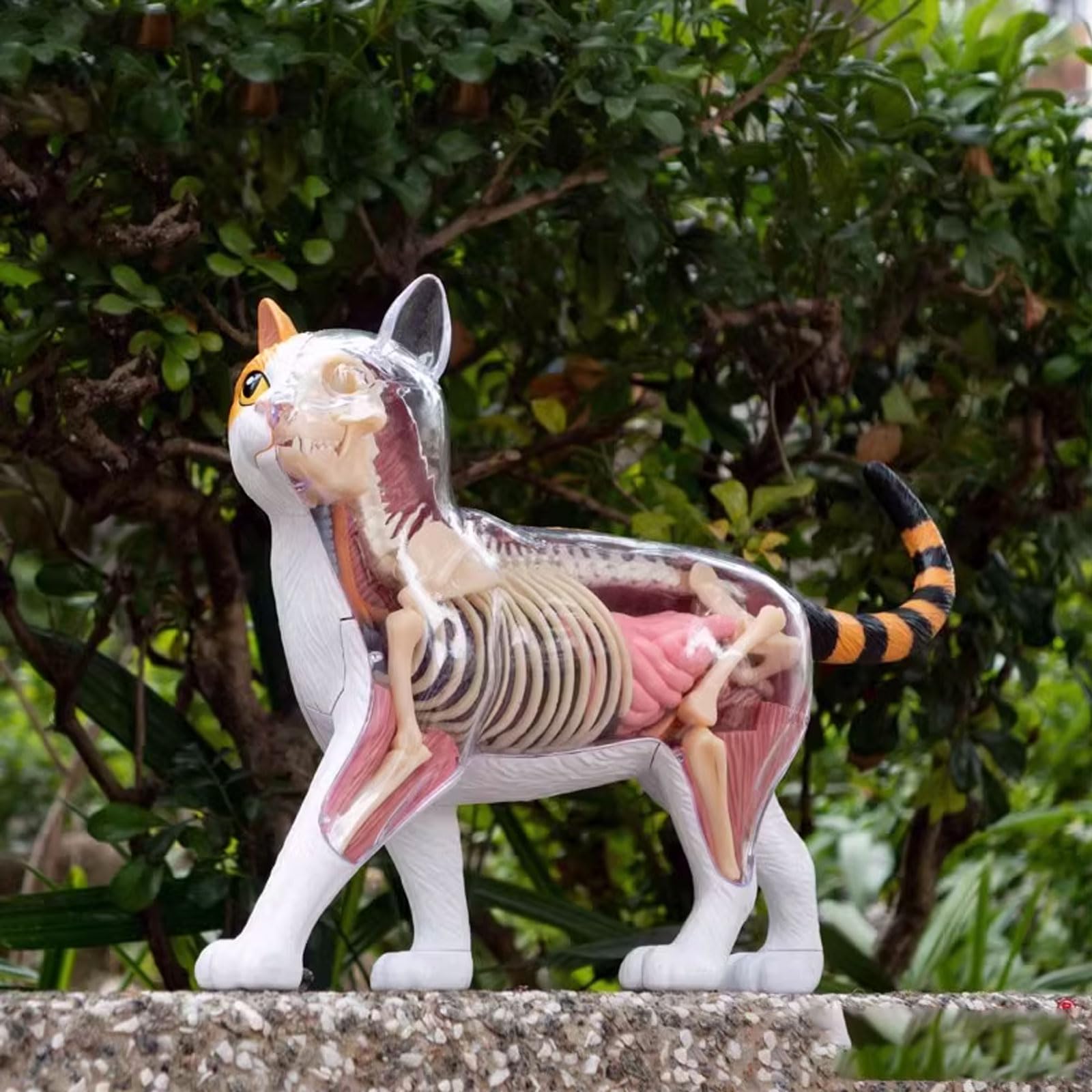 4d Anatomy Model