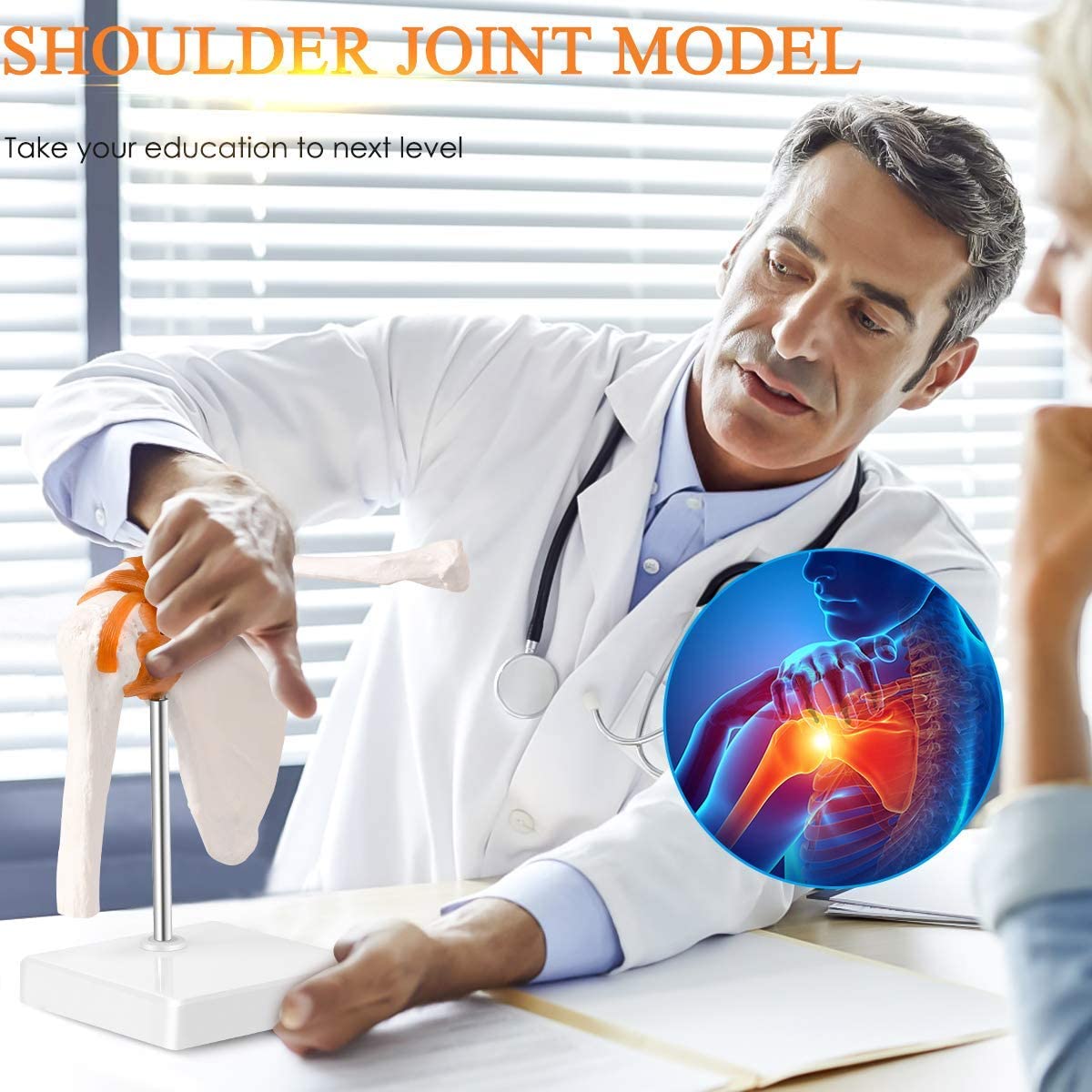 Snapklik.com : Shoulder Joint Model, Study Model, Ligament Skeletal ...