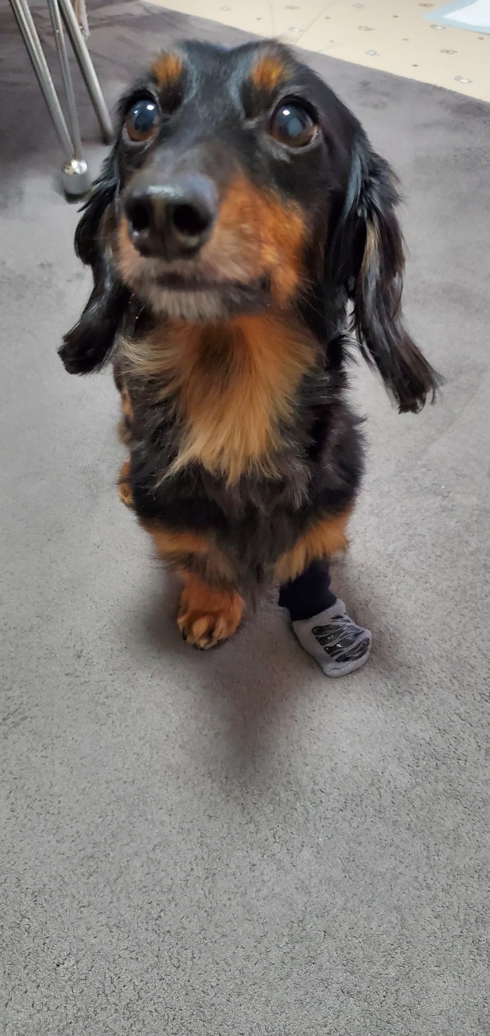 Amazon.co.jp: KALOLINNA 滑り止め靴下 犬 4本セット 犬用レッグウォーマー 滑り止め マジックテープ付き 脱げない 足舐め防止 防寒 肉球保護 柔らかな 通気性に優れ ...