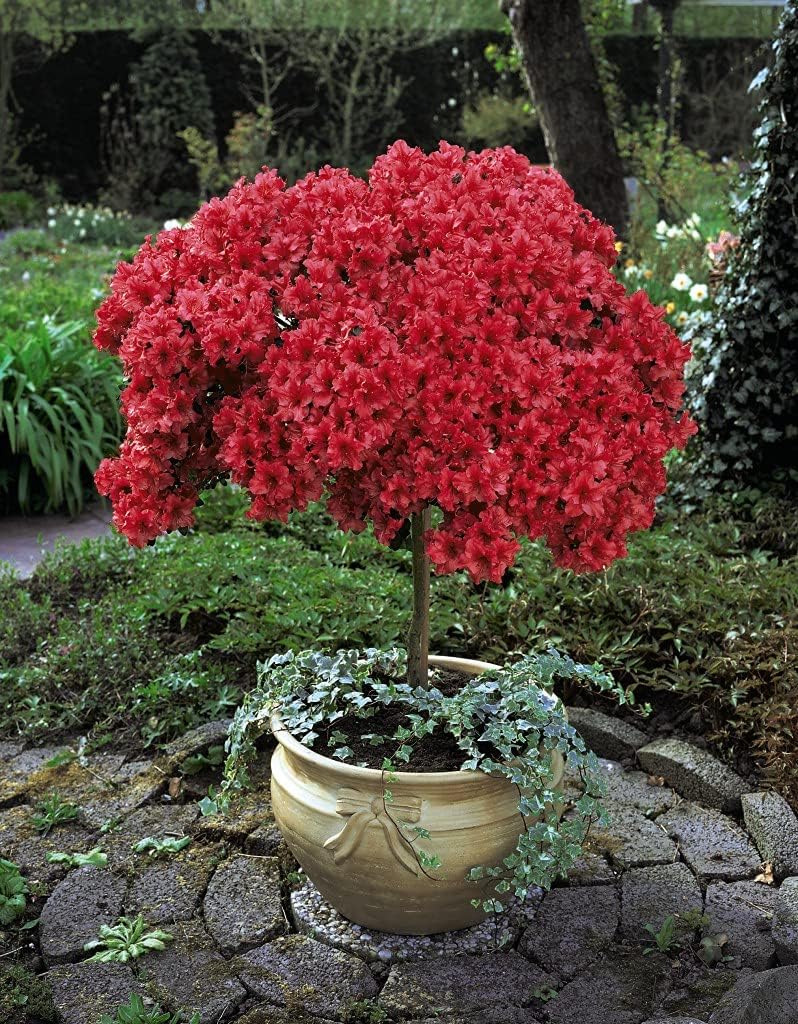 Azalea, Standard Shrub, Tree, Low Maintenance, Evergreen Plant, Red ...