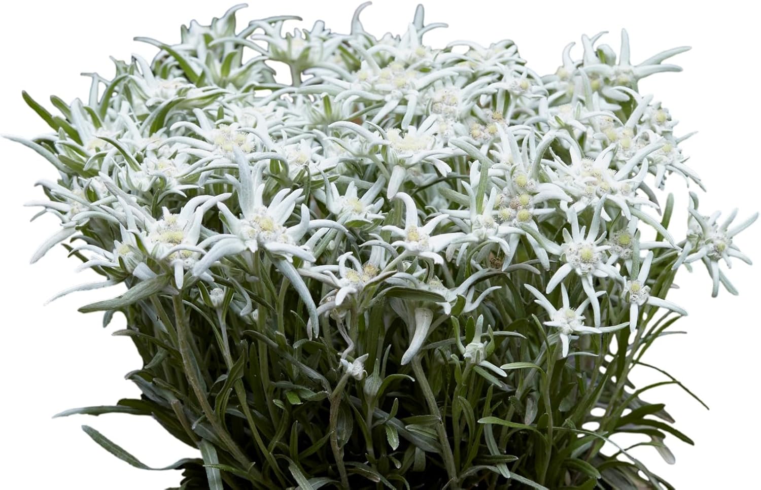 Amazon.com : Easy to Grow Edelweiss 'Blossom of The Snow' Plant (2 Pack ...