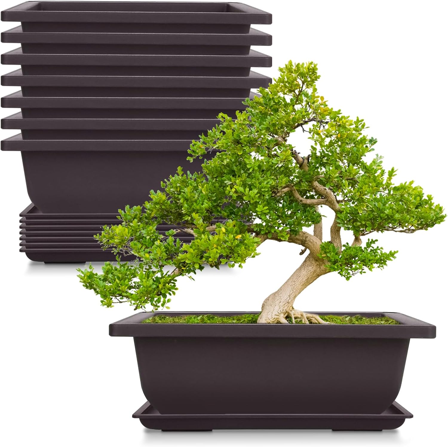 Amazon.com: Cezoyx 8 Pack Bonsai Training Pots with Drainage Trays, 9 ...