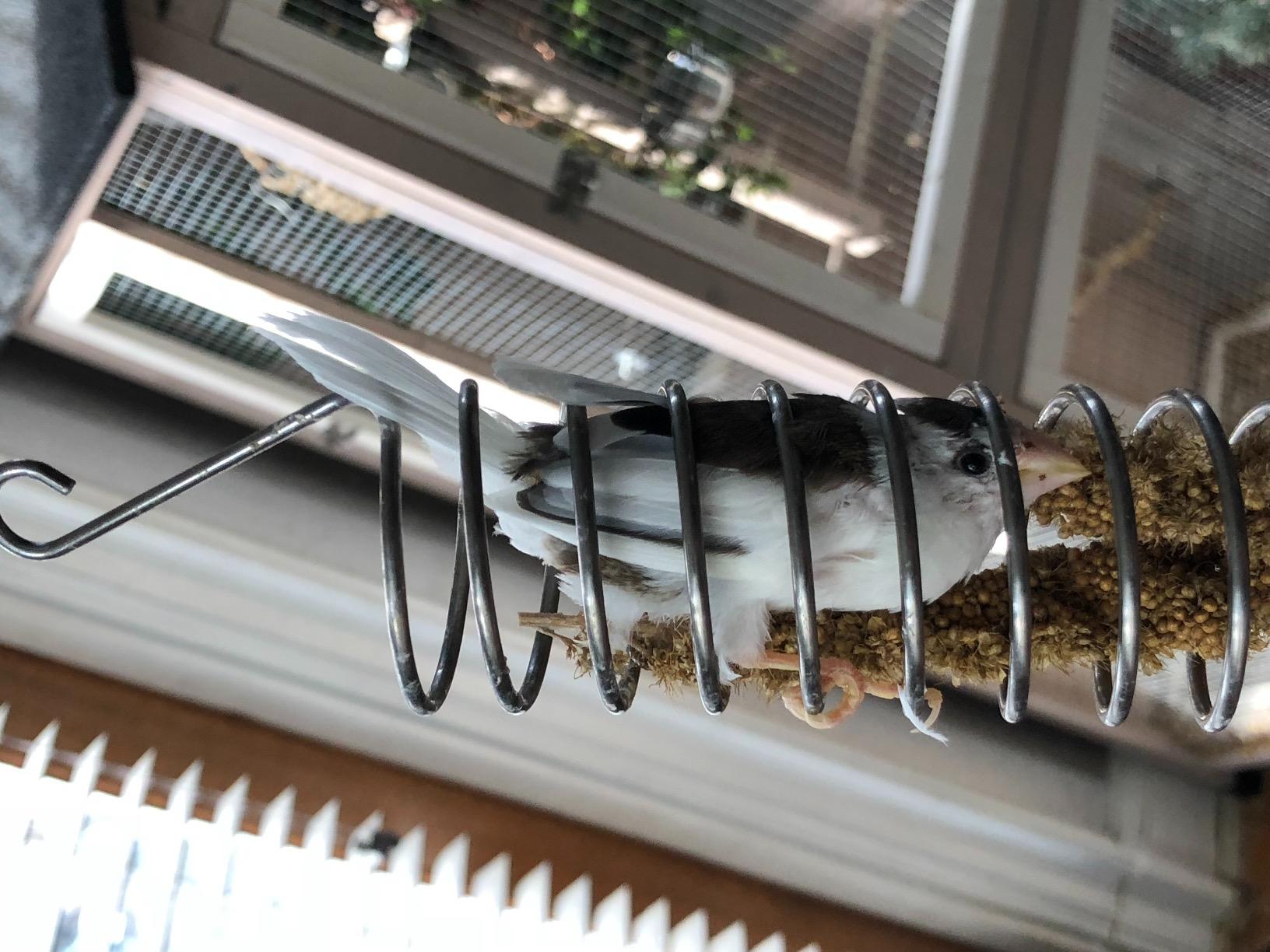 Amazon.com: Stainless Steel Millet Holder