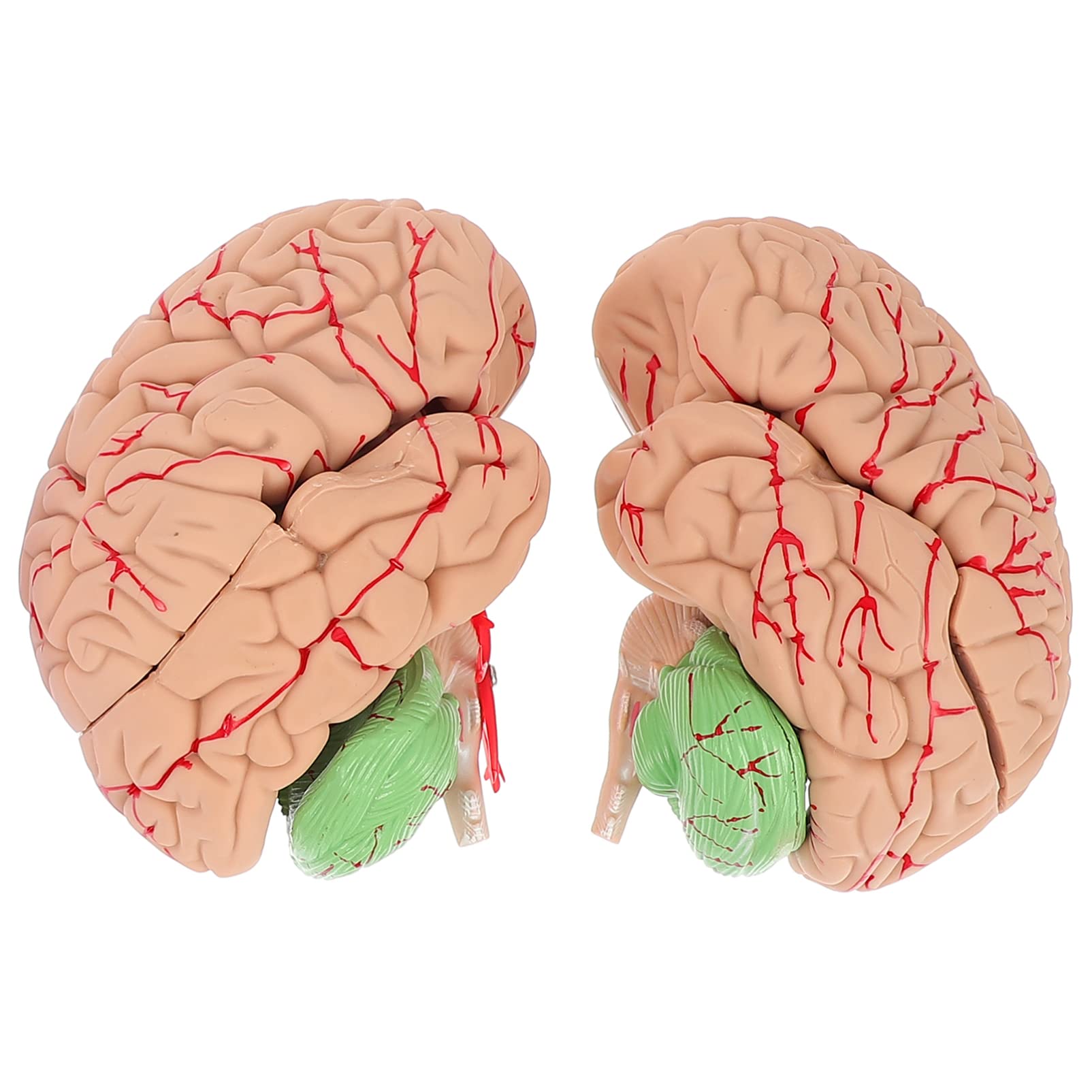 Buy Scicalife Human Brain Model Neuroscience Teaching Life Size Anatomy ...