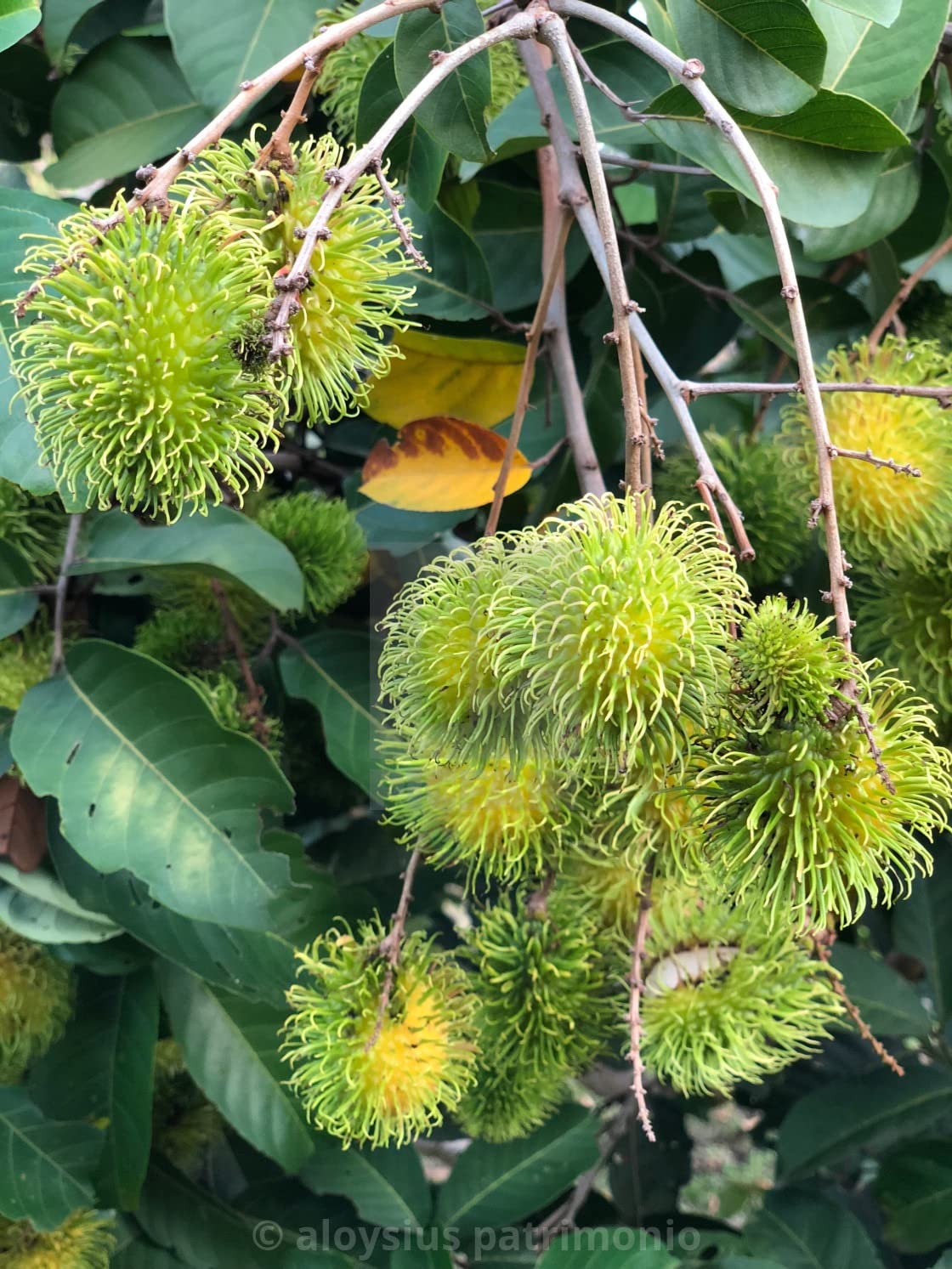 Cloud Farm Live Rare Yellow Rambutan Hybrid Exotic Fruit Seedling Live ...