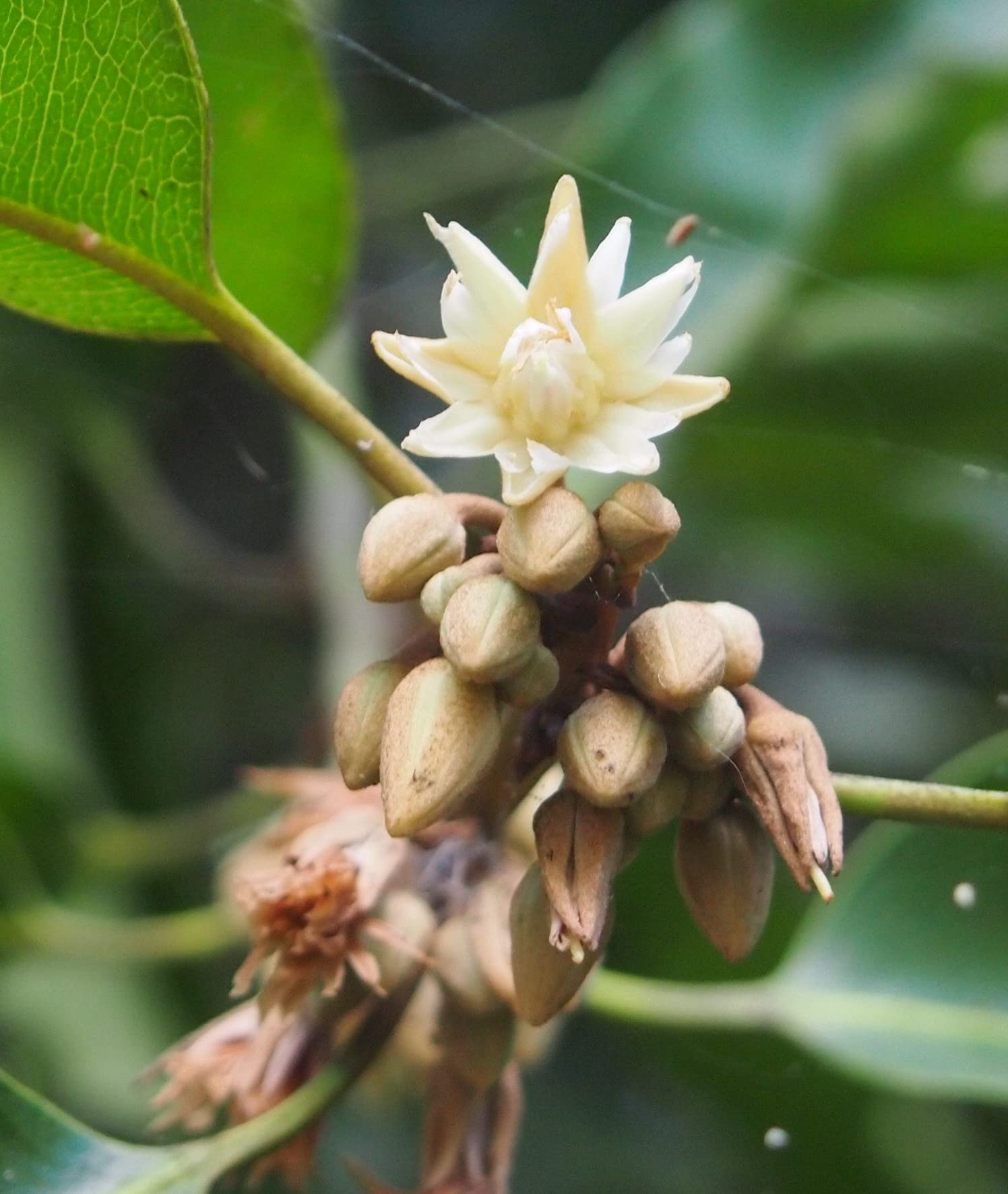 PLANTSGURU Bakul Flower Plant : Amazon.in: Garden & Outdoors