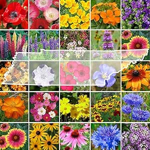 Amazon.com : Tennessee Wildflower Seed Mix - 1/4 Pound - Mixed ...