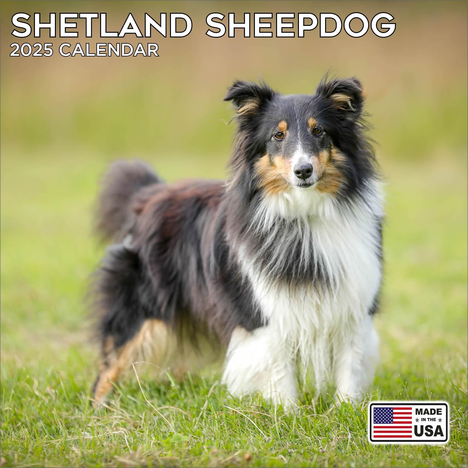 Snapklik.com : 2025 Shetland Sheepdog Calendar - Dog Breed Wall ...