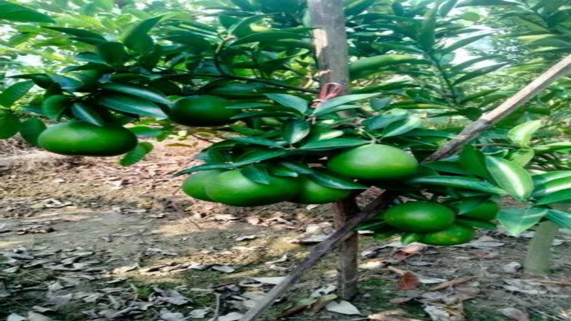 Chinotto Plant