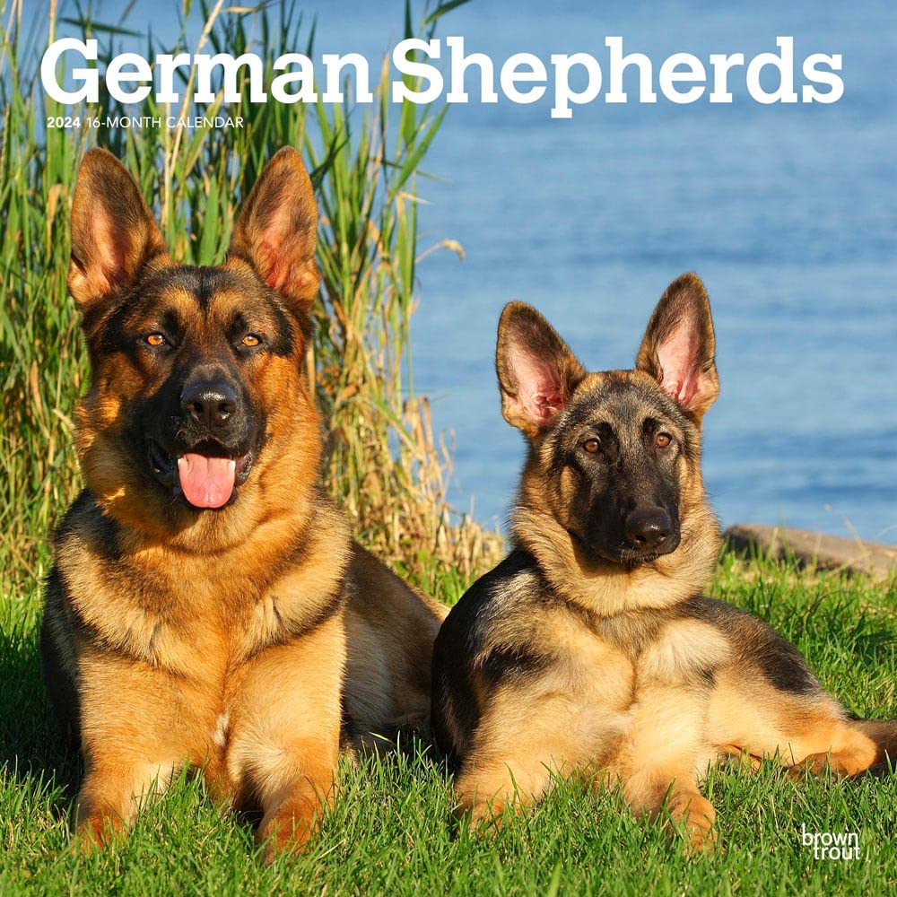 German Shepherds | 2024 12 x 24 Inch Monthly Square Wall Calendar ...