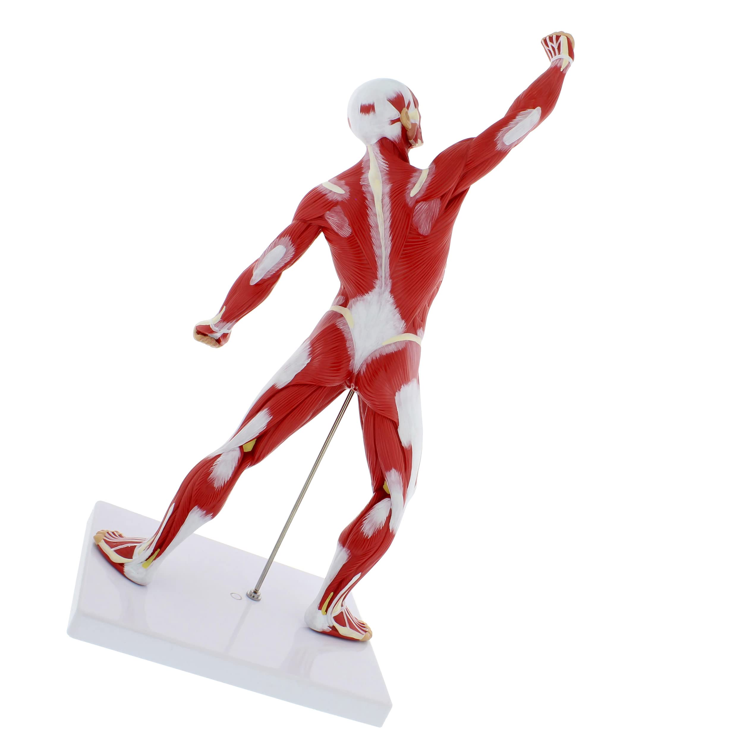 MonMed Human Muscle Model – 20in Mini Human Muscle Figure Human Anatomy ...