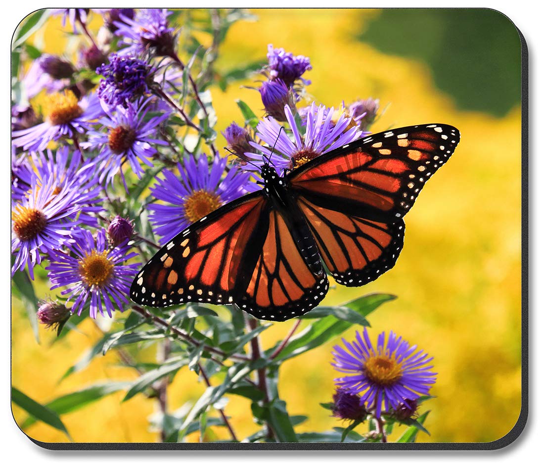 Monarch Butterfly On Purple Flower