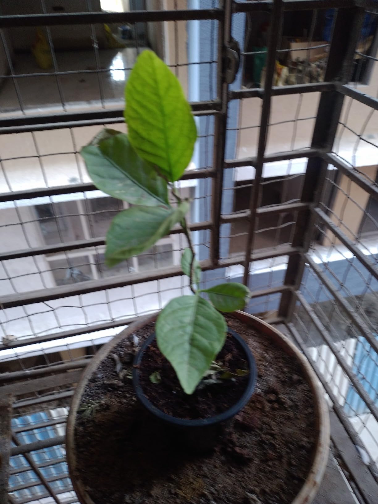 Go4plants Bel Patra/Aegle marmelos live plant with pot pack of 1 ...