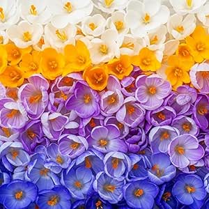 Amazon.com : Mixed Crocus Bulbs for Planting - Stunning Early Spring ...
