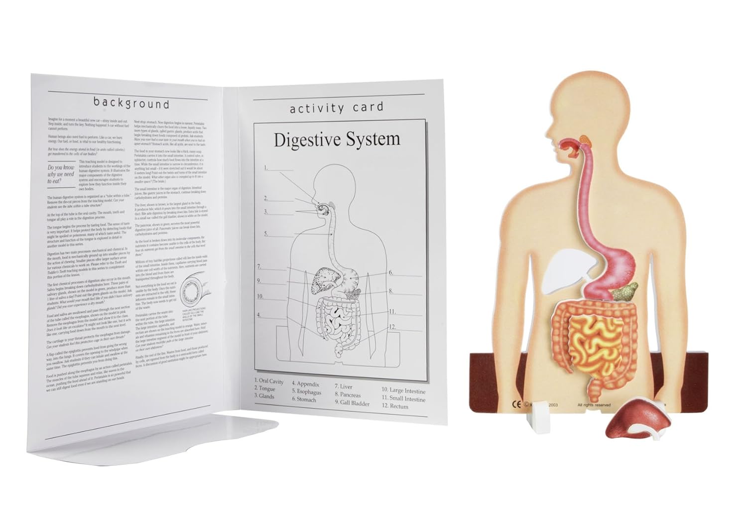 Amazon.com: American Educational Products Book Plus SI69024 EVA Foam ...