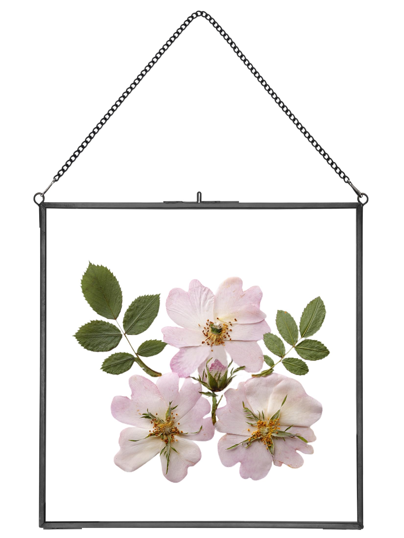 Amazon.com - REDHUGO Glass Pressed Flower Frames,Vintage Hanging ...
