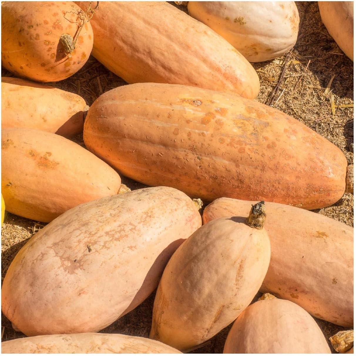 Everwilde Farms – 40 semillas de calabaza de invierno de plátano rosa ...