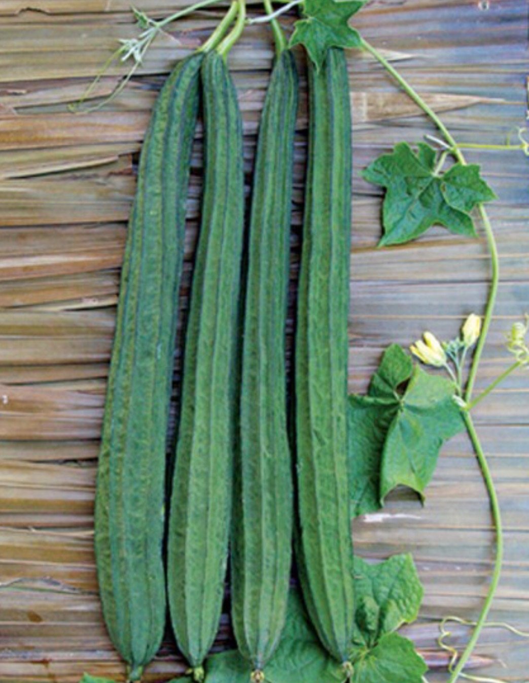 Philippine Vegetable Seeds