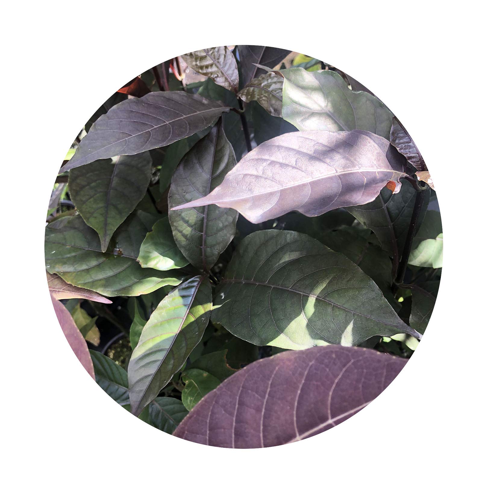 Amazon.com : Milk Chocolate Jamaican Croton Tropical Live Plant Bronze ...