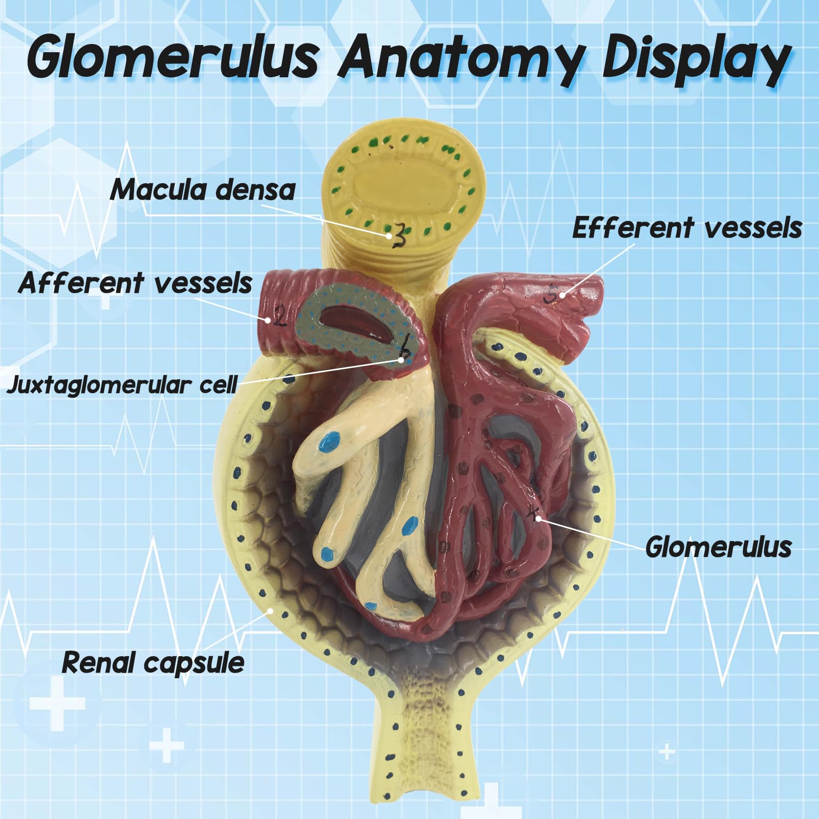 Modelo De Nefron Renal Rotulado