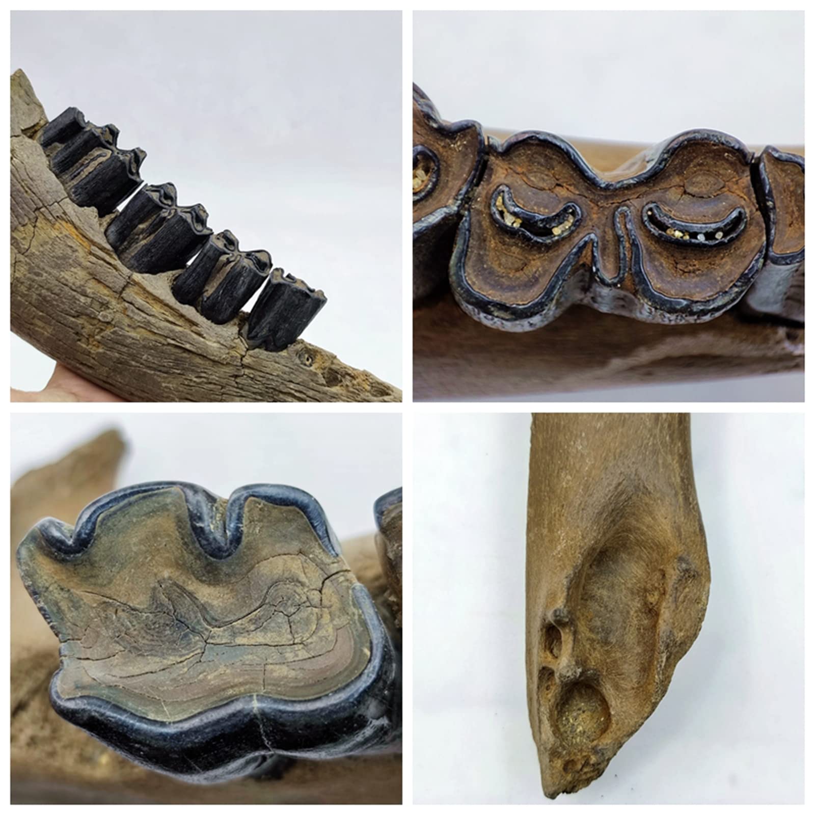 Bovine Teeth Fossil Texas Fossils Cow Teeth? Fossil ID The