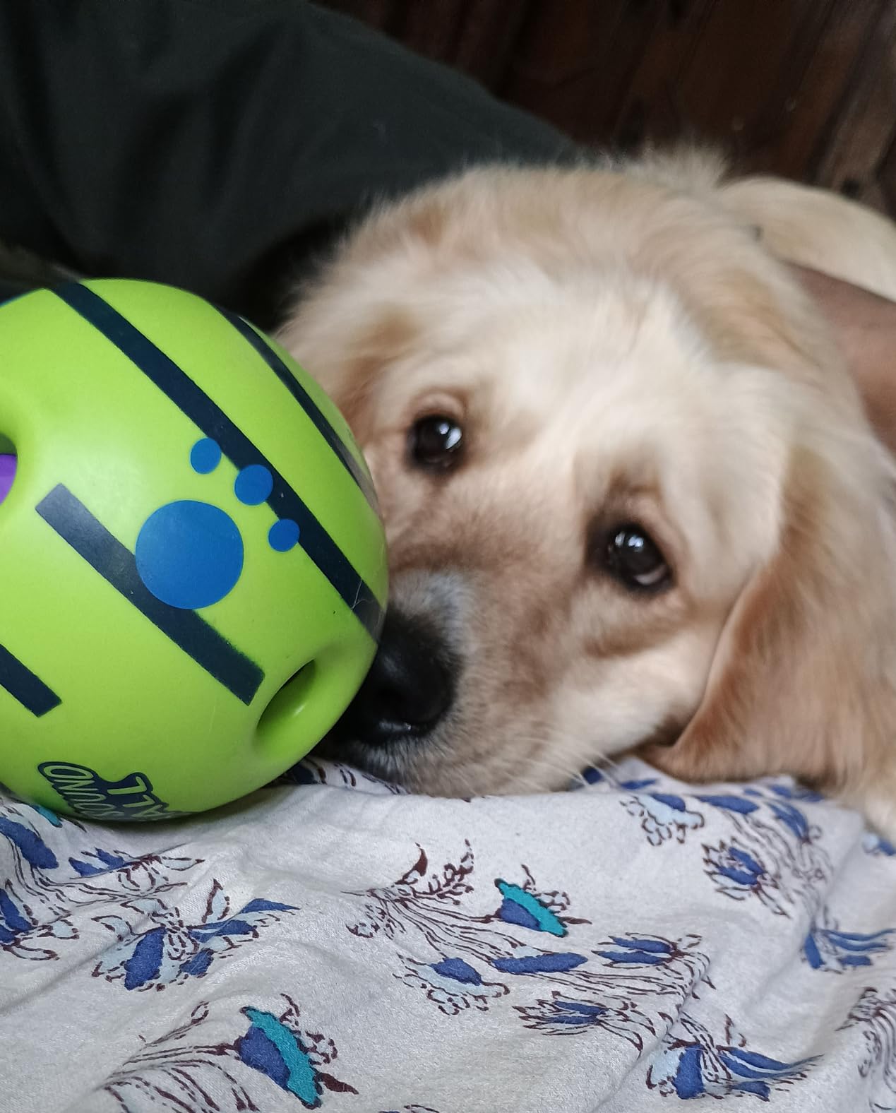 Buy Digil Giggle Ball for Dogs: Interactive Dog Toys with Funny ...