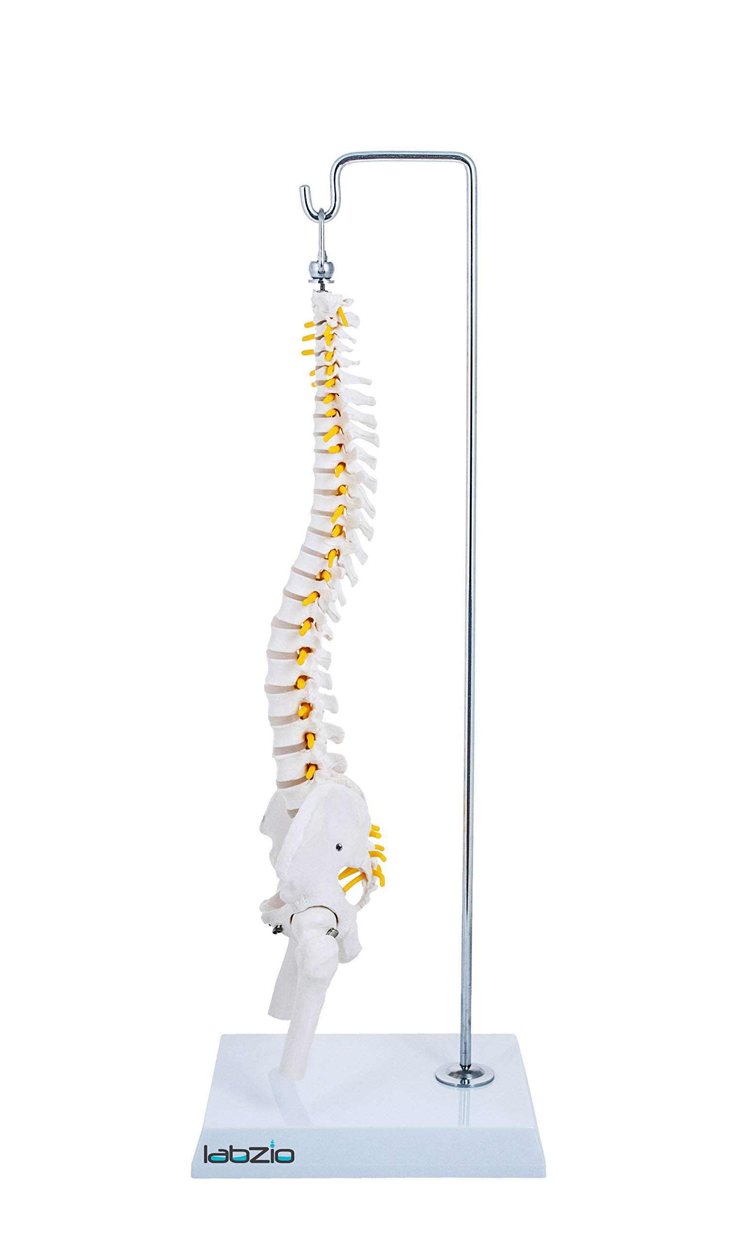 Labzio -Spine Model Miniature Flexible Spinal Vertebral Column with ...