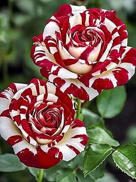 Harvested Rare Rose Plant - Hardy Perennial Rose Shrub - Richly ...
