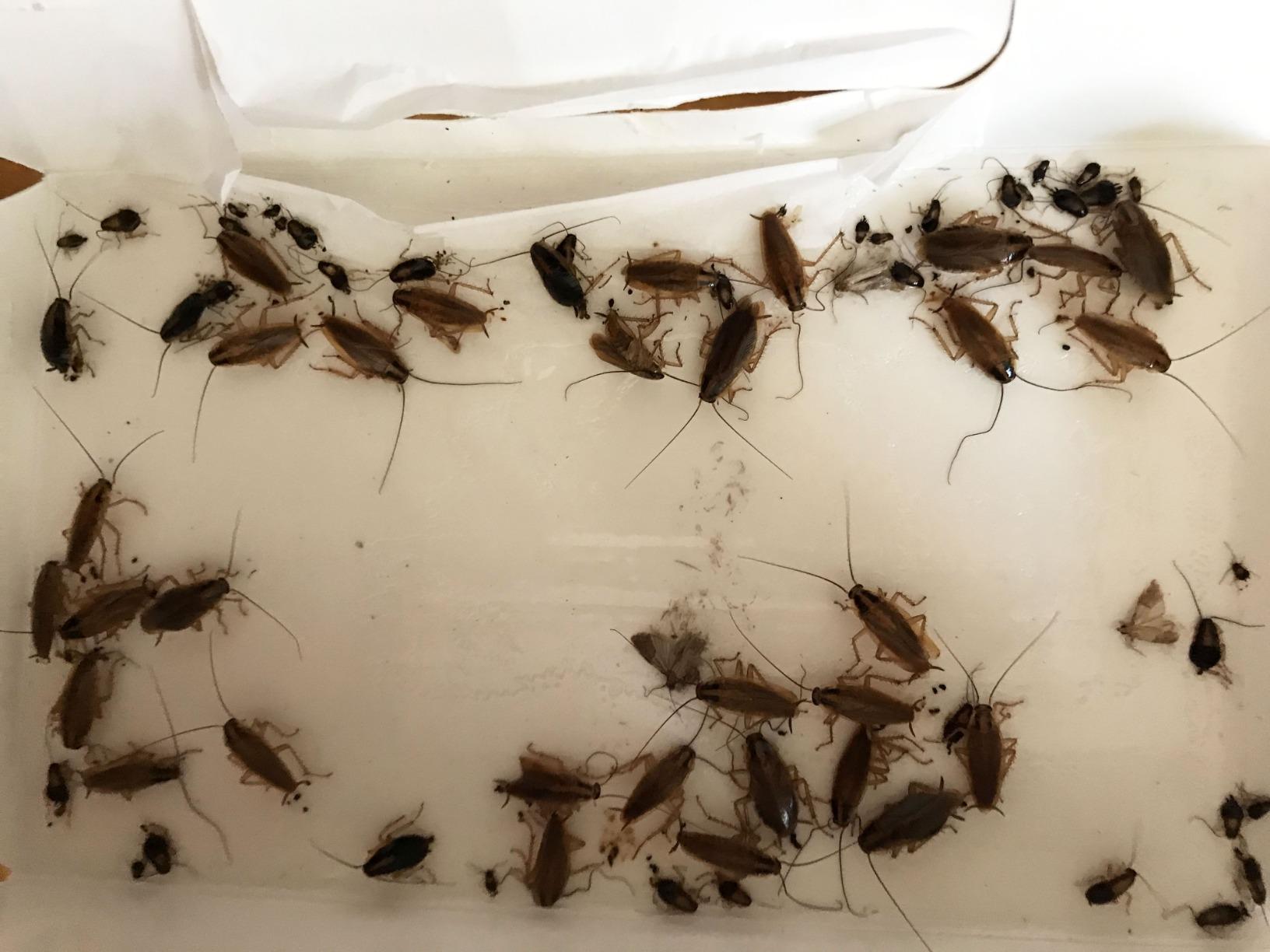 Roach-Mate™ - Cockroach Glue Traps - Extra-strength, Bait-free ...