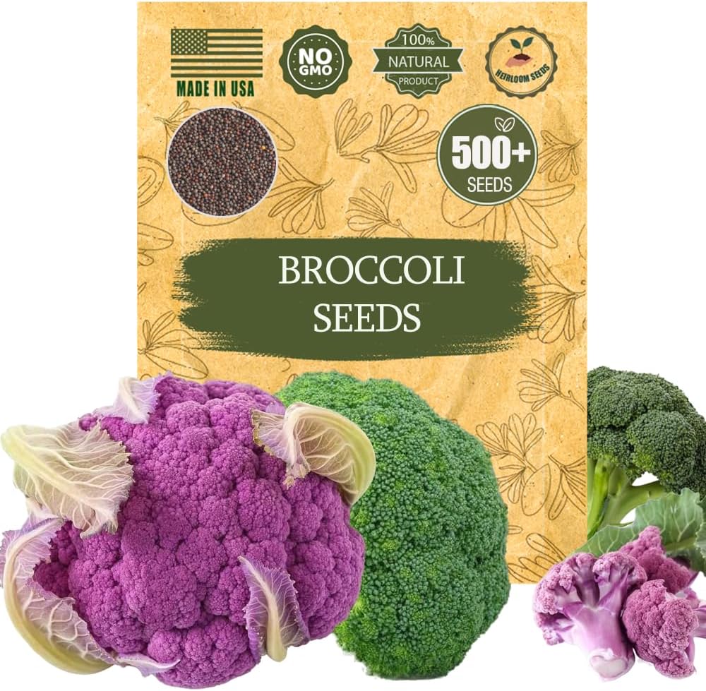 Amazon.com : Broccoli and Purple Cauliflower Seeds for Planting — 500 ...