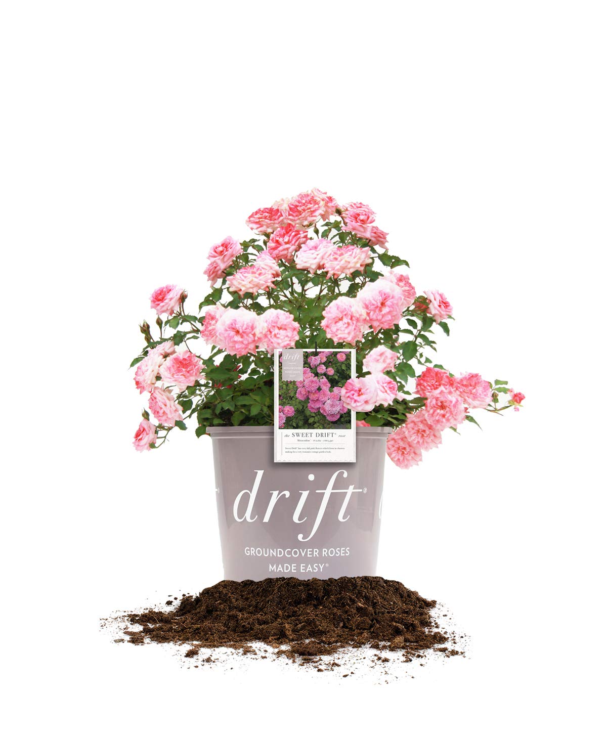 Amazon.com : PERFECT PLANTS Sweet Drift Rose Live Plant, 1 Gallon ...