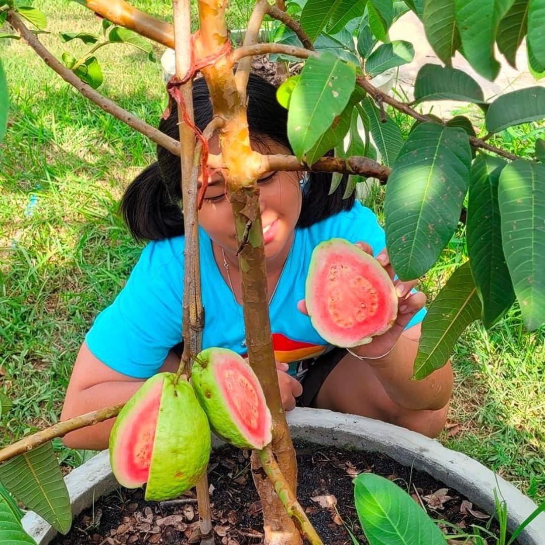 Live Plant Guava Tree Seedling Pink Guava By Growing Guava Tree From