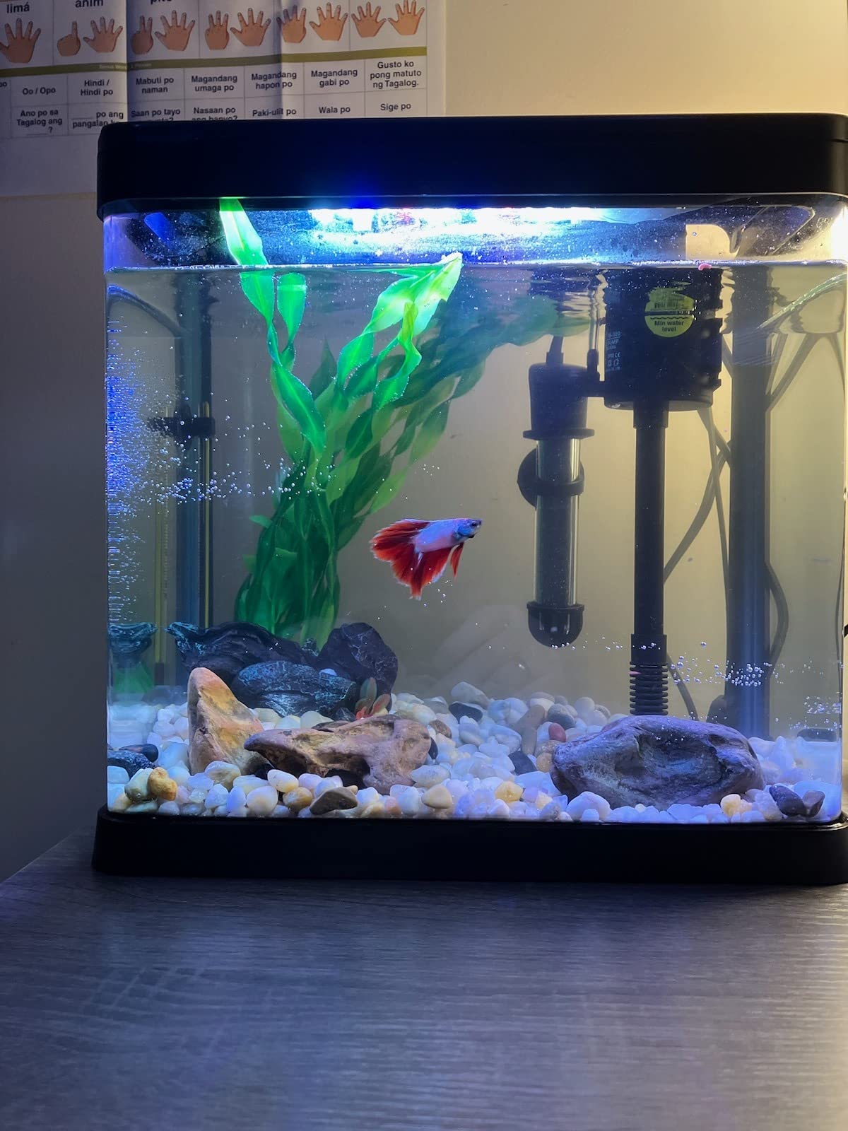 $10/mo - Finance PONDON Fish Tank, 3 Gallon Glass Aquarium, 3 in 1 Fish ...