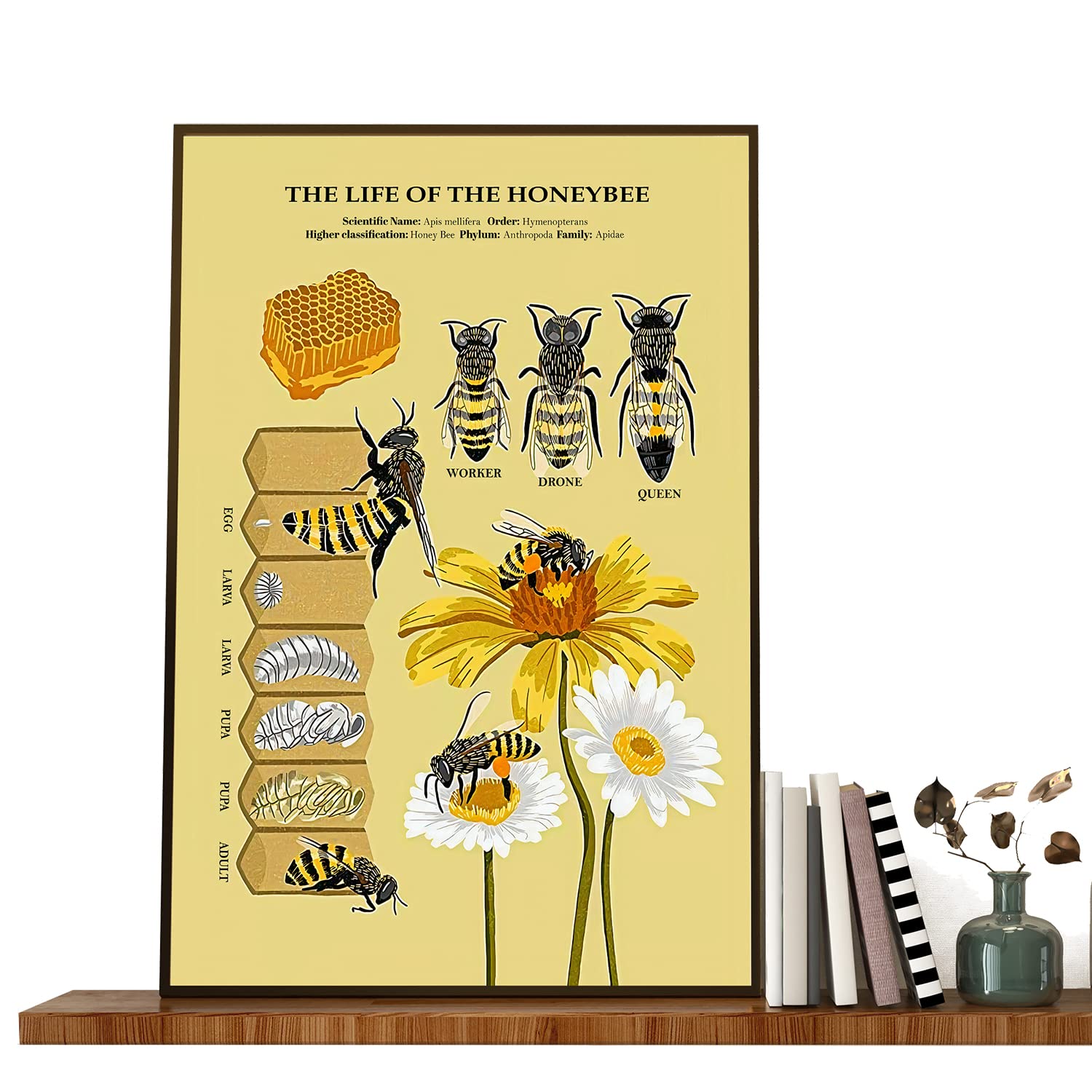 Póster De Anatomía De La Abeja Bee Anatomy Poster Etsy México